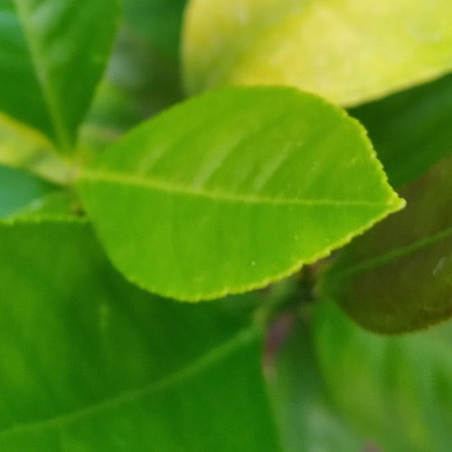 Appointments and Consultations – Dr. Dharma Rose