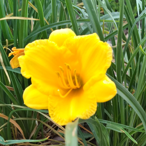 Contact Us – Dr. Dharma Rose